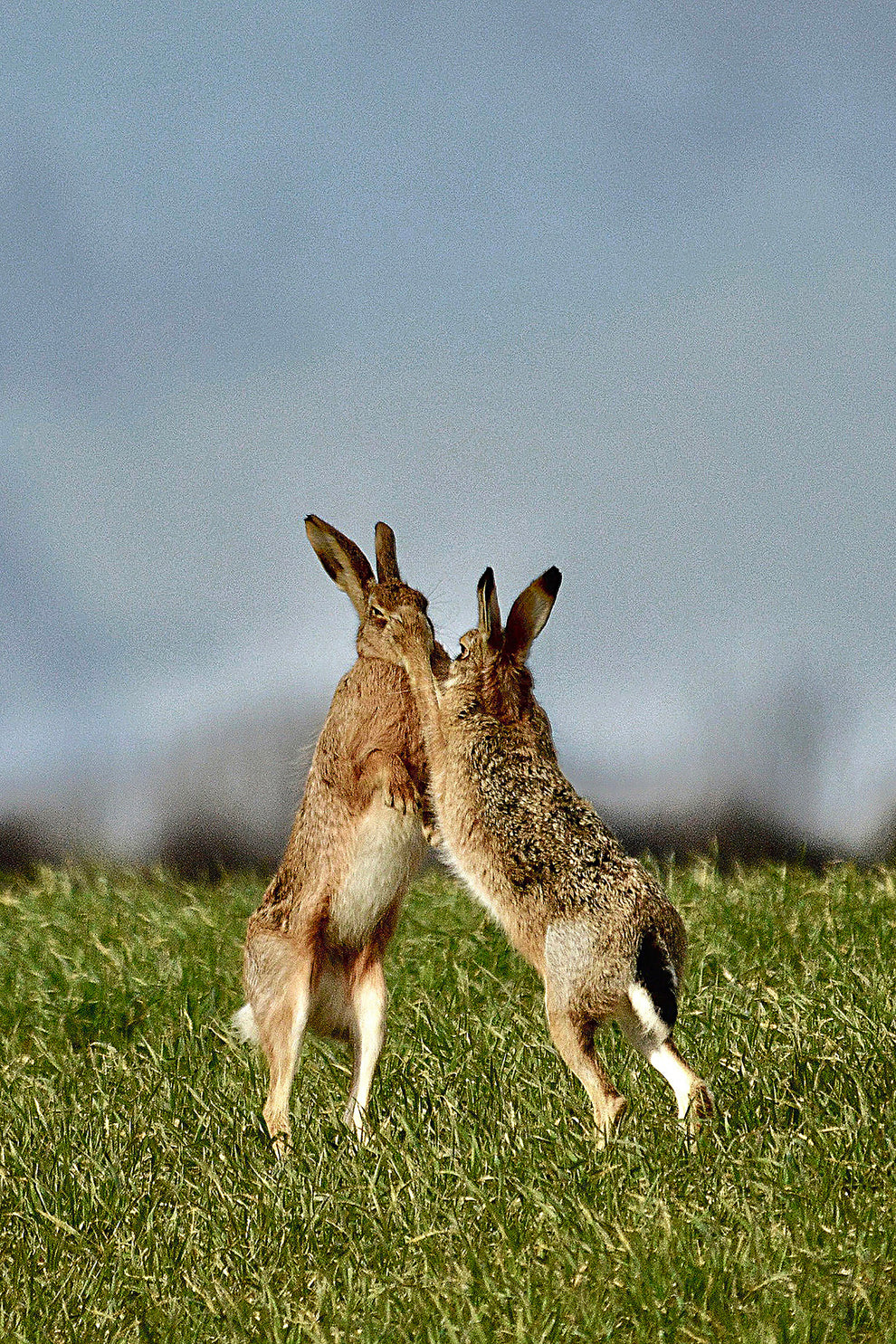 Boxing Hares – Elise Thomas Memorial Fund