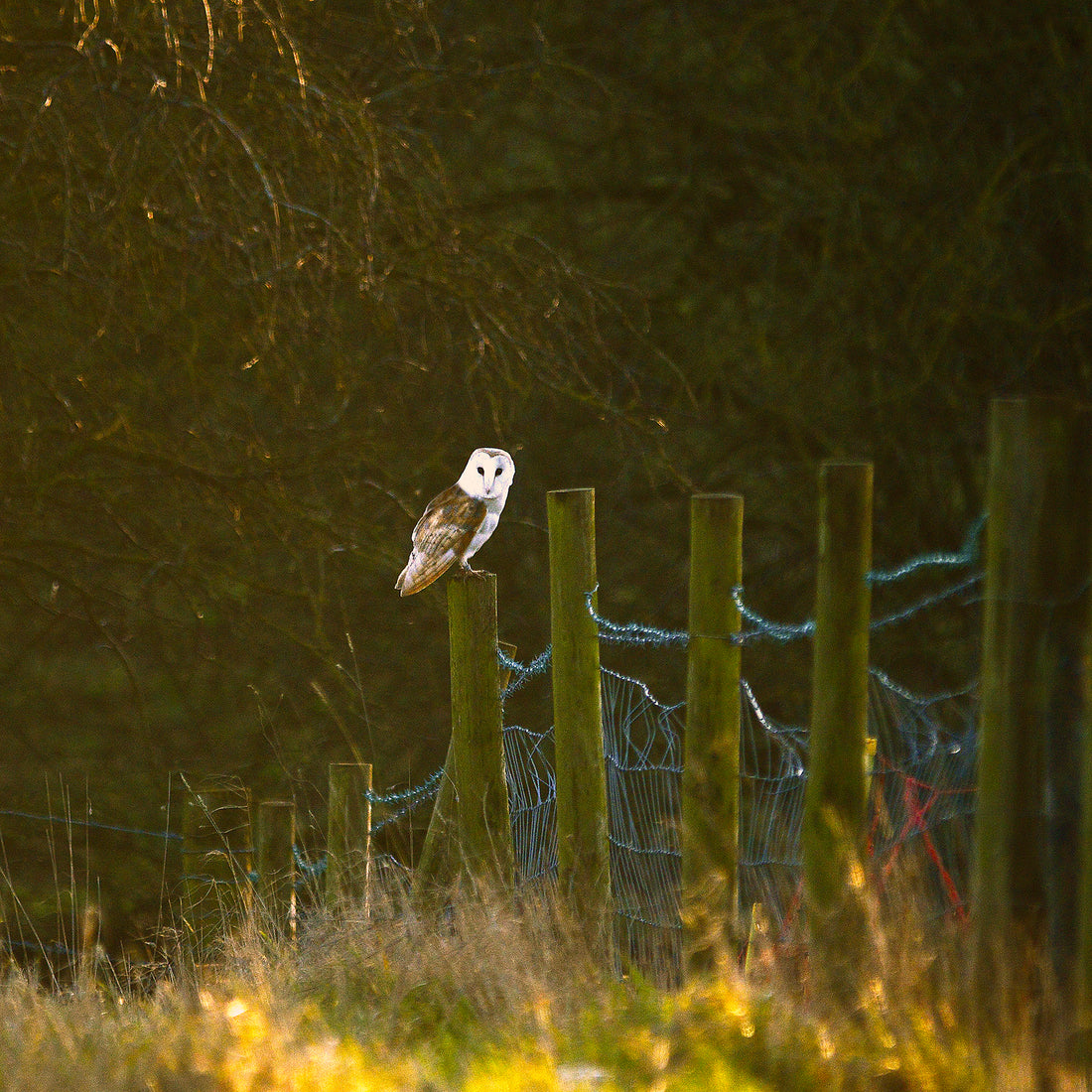 Barn Owl – Elise Thomas Memorial Fund