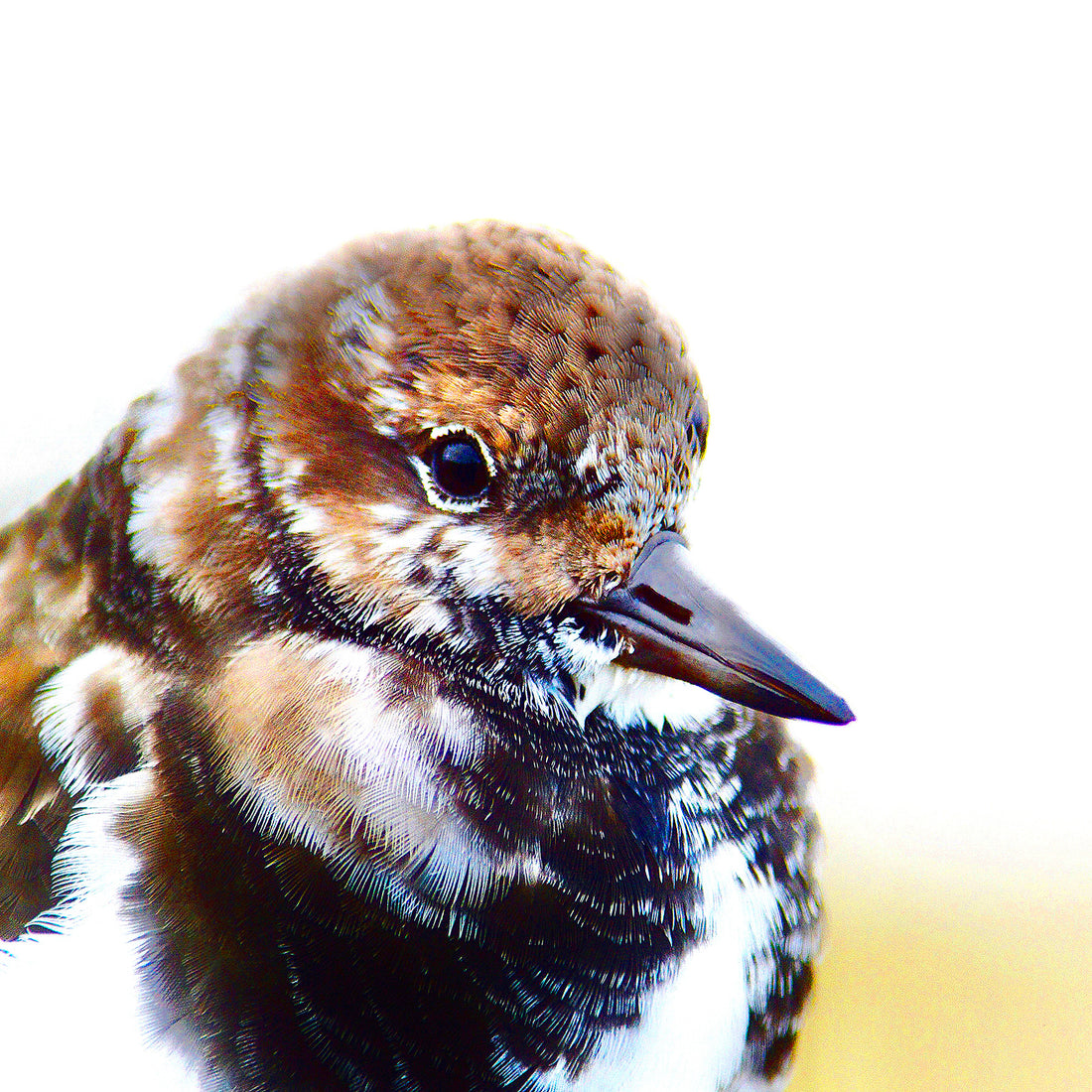 Turnstone – Elise Thomas Memorial Fund