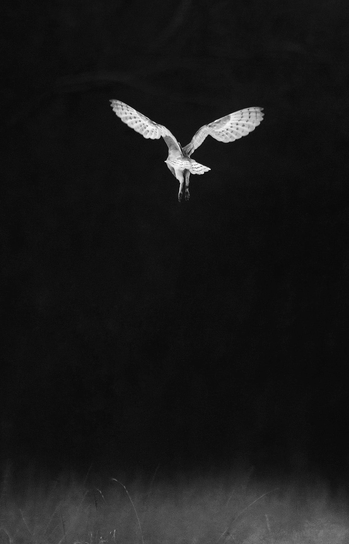 Landing Barn Owl – Elise Thomas Memorial Fund