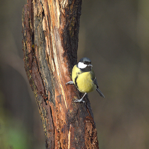 Great Tit – Elise Thomas Memorial Fund