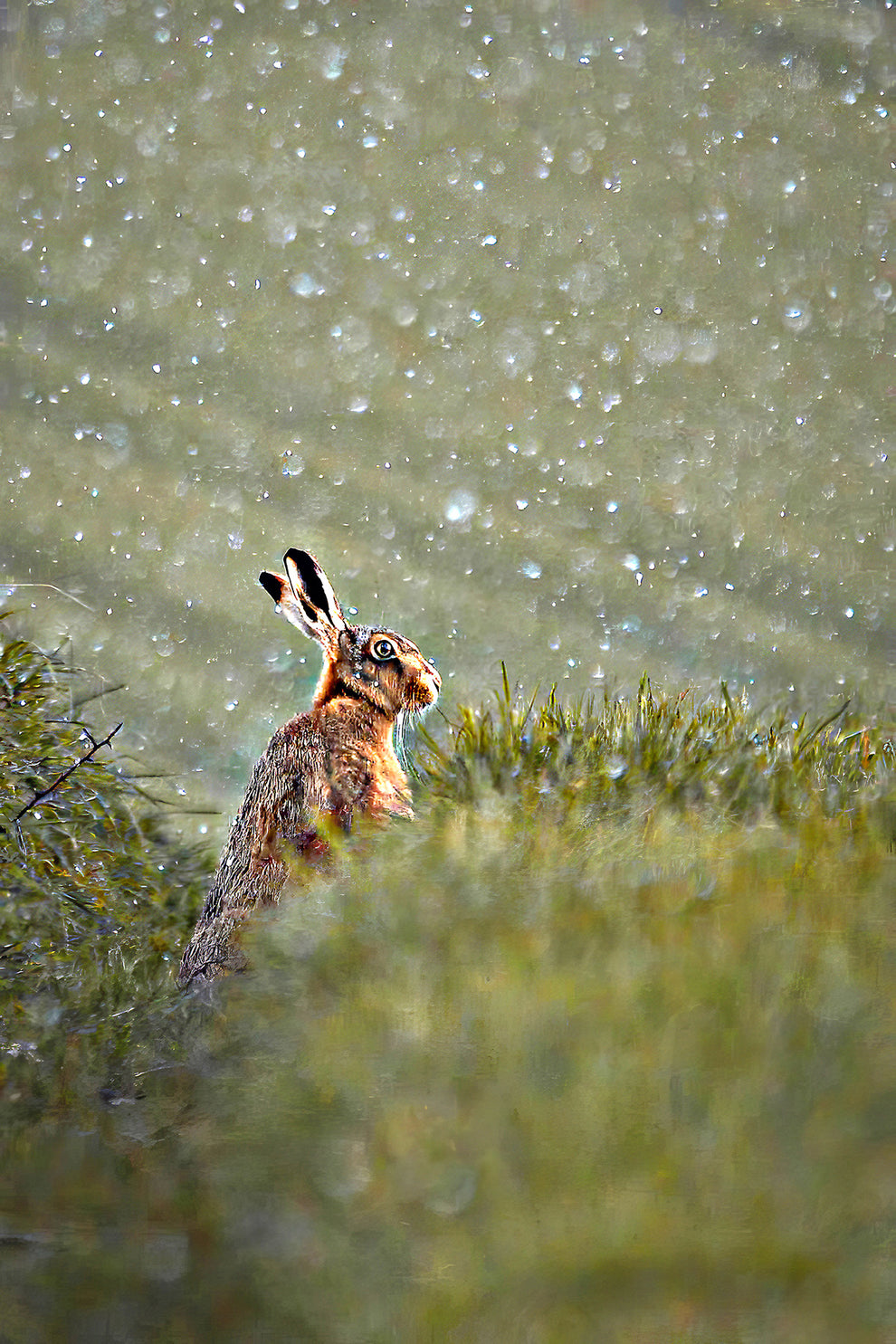 Alert Hare – Elise Thomas Memorial Fund