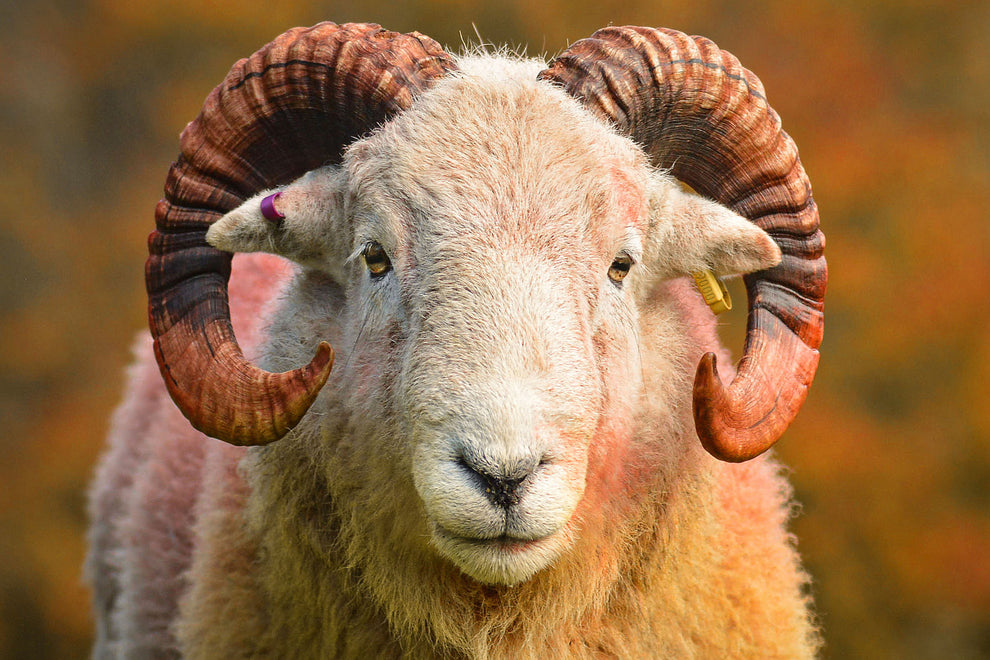 Max – Elise Thomas Memorial Fund