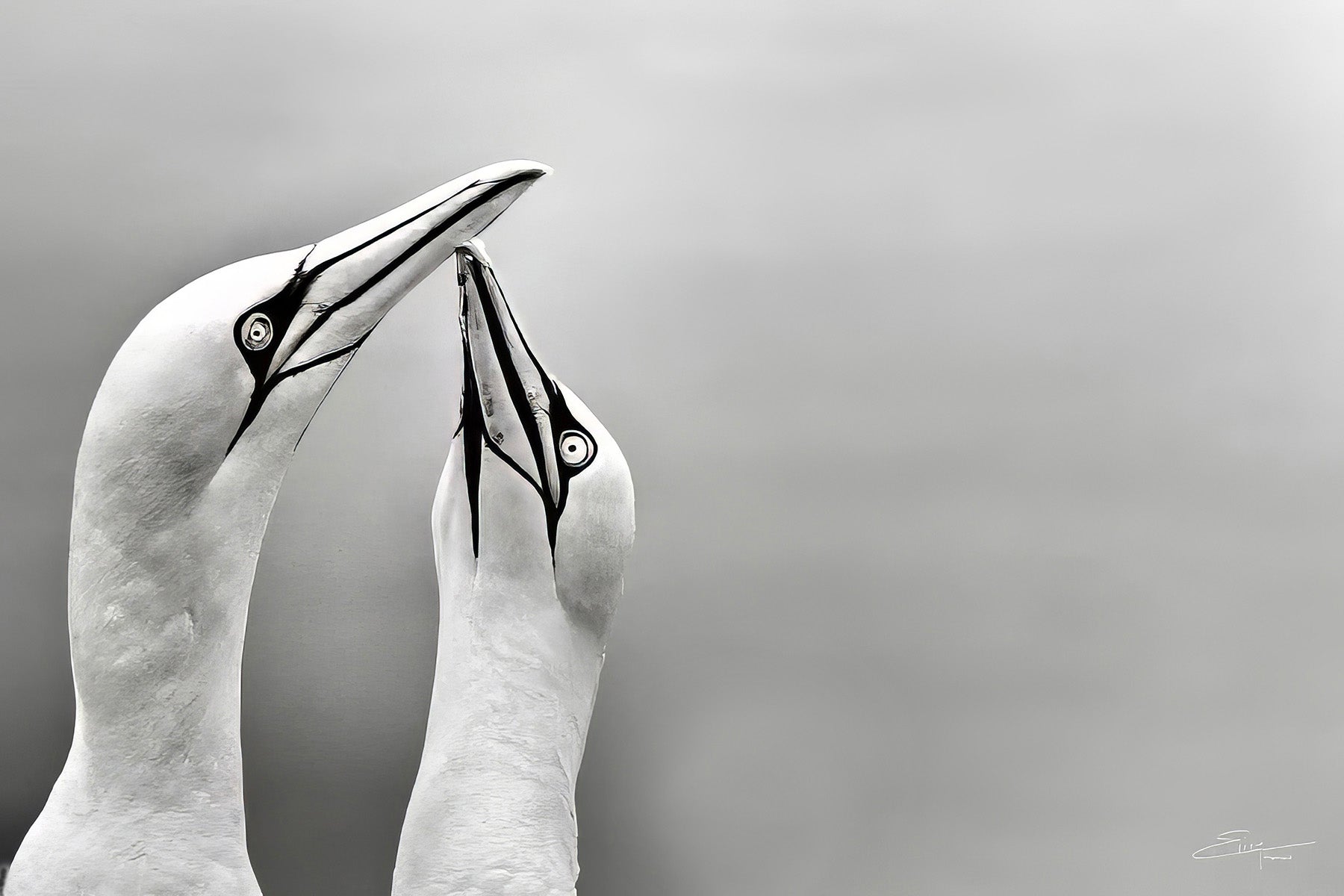 Gannets – Elise Thomas Memorial Fund