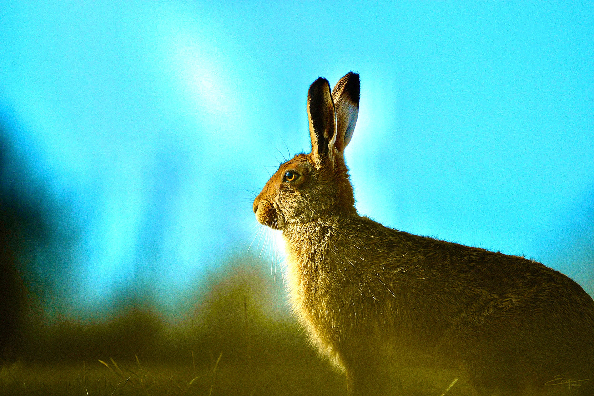 Waiting Hare – Elise Thomas Memorial Fund