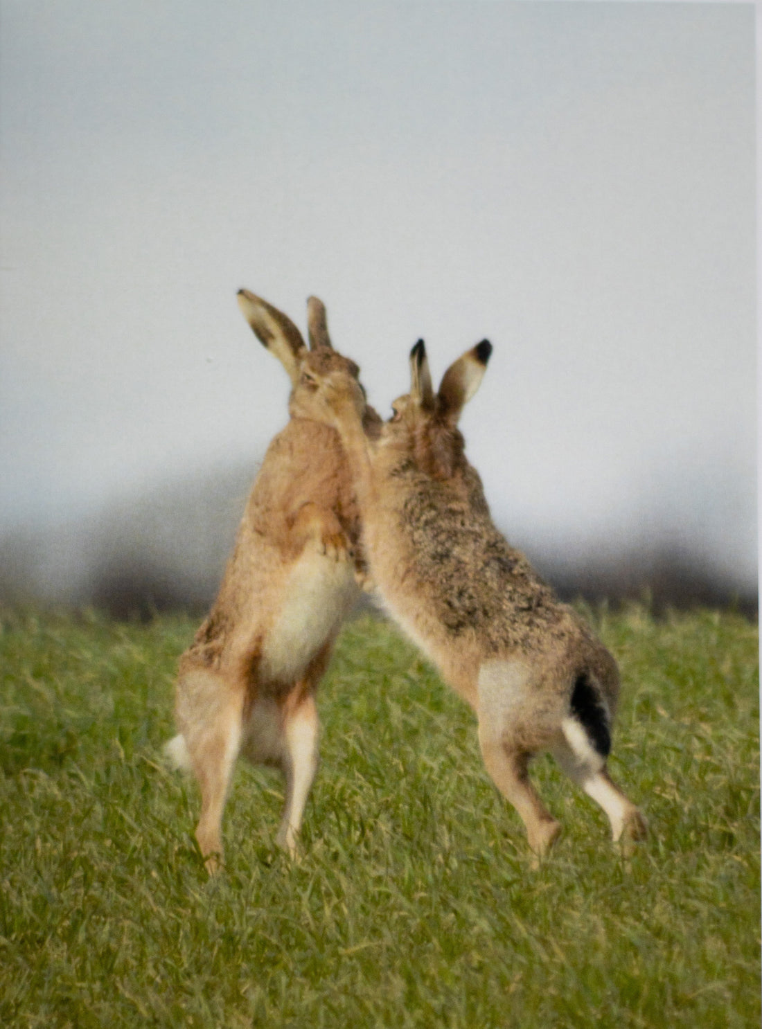 Boxing Hare Postcard – Elise Thomas Memorial Fund